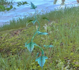 Elfroot | Dragon Age Wiki | Fandom