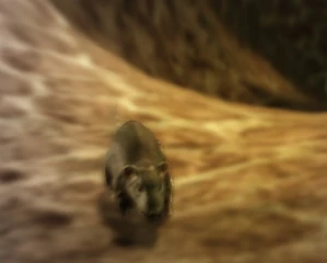 Magi Origin | Dragon Age Wiki | Fandom