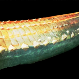 Fade-Touched Lurker Scales (Stealth) | Dragon Age Wiki | Fandom