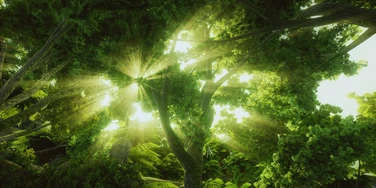 Arbor Wilds | Dragon Age Wiki | Fandom