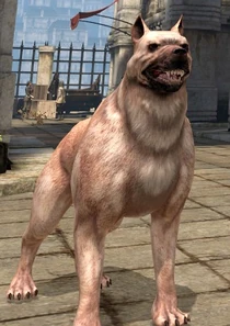 Dog (Dragon Age II) | Dragon Age Wiki | Fandom