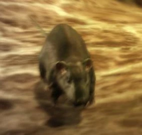 Souris | Wiki Dragon Age | Fandom