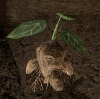 Deathroot | Dragon Age Wiki | Fandom