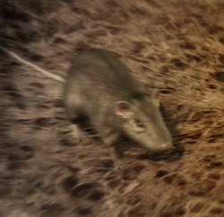 The Raw Fade (Origins) | Dragon Age Wiki | Fandom