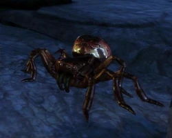 Spider | Dragon Age Wiki | Fandom