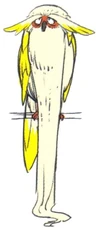 Toki Toki | Dragon Ball Wiki Italia | Fandom