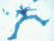 Cell Games | Dragon Ball Wiki | Fandom