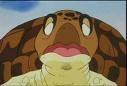 Turtle | Dragonballz Wiki | Fandom