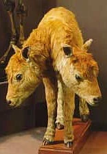 Macro-mutation | DragonflyIssuesInEvolution13 Wiki | Fandom