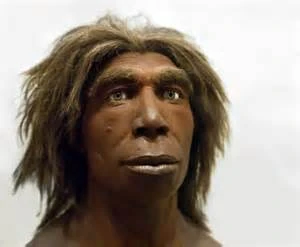 Homo Neanderthalensis | DragonflyIssuesInEvolution13 Wiki | Fandom