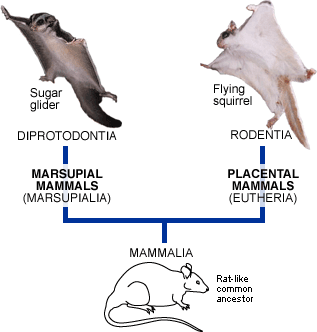 Evolution of the Flying Squirrel | DragonflyIssuesInEvolution13 Wiki ...