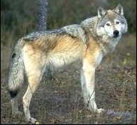 Neoteny | DragonflyIssuesInEvolution13 Wiki | Fandom