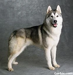 Neoteny | DragonflyIssuesInEvolution13 Wiki | Fandom