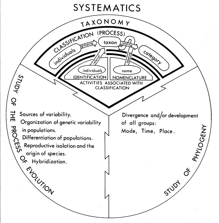 Phylogenetic Systematics | DragonflyIssuesInEvolution13 Wiki | Fandom