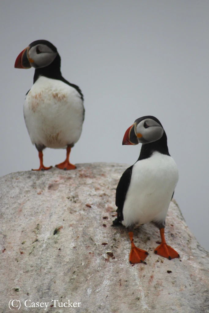 Monochromatism | DragonflyIssuesInEvolution13 Wiki | Fandom