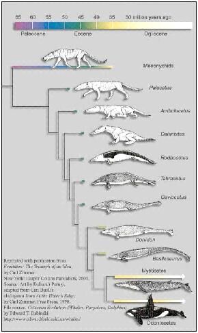 Scale To Whale Evolution