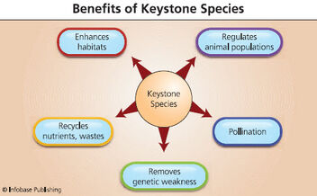 Keystone Species Diagram