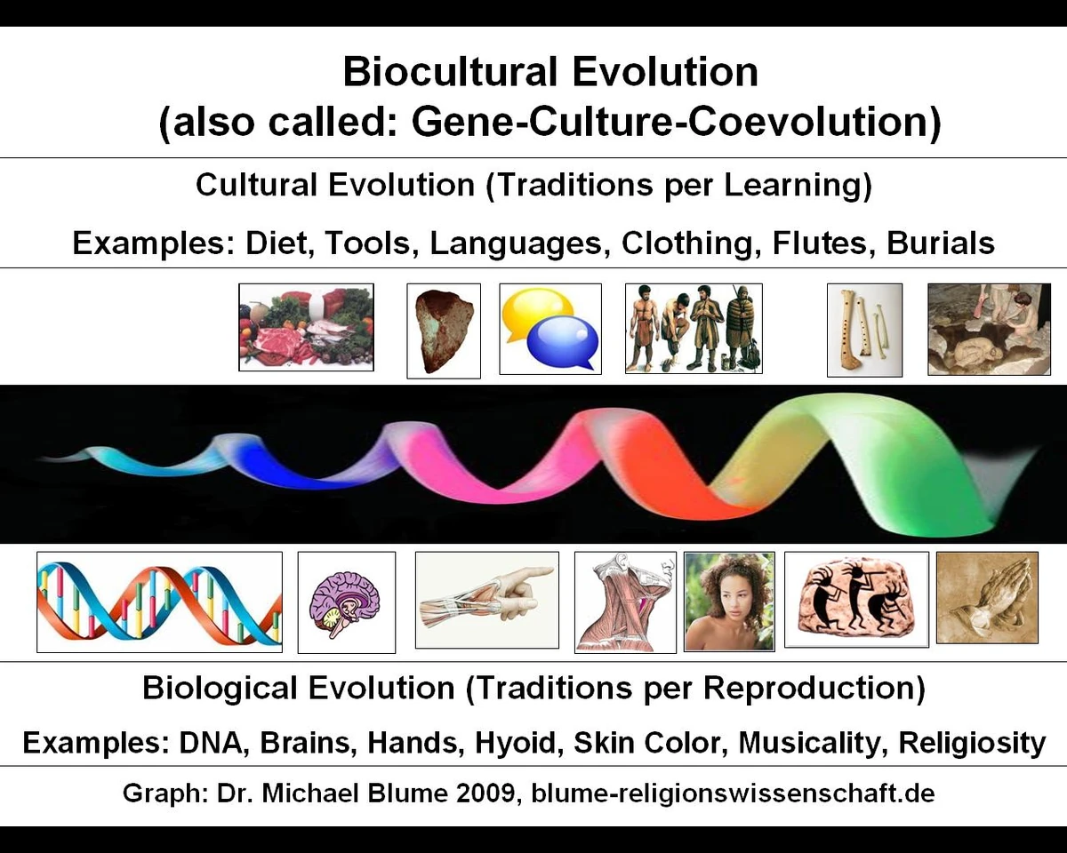 Gene-culture coevolution | DragonflyIssuesInEvolution13 Wiki | Fandom