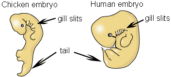 Ontogeny | DragonflyIssuesInEvolution13 Wiki | Fandom