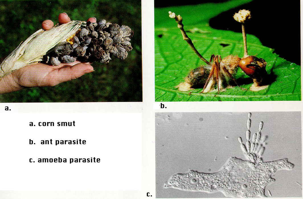 Parasitism | DragonflyIssuesInEvolution13 Wiki | Fandom Parasitism | DragonflyIssuesInEvolution13 Wiki | Fandom