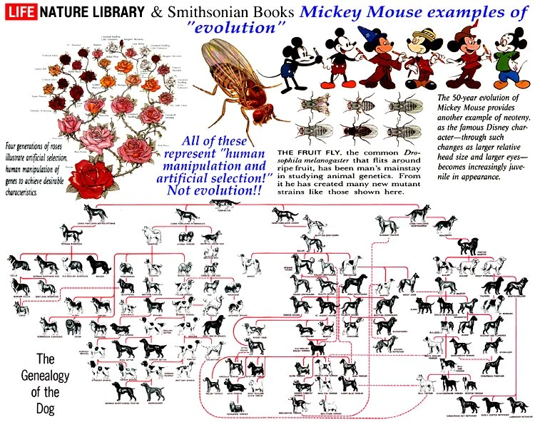 Artificial selection | DragonflyIssuesInEvolution13 Wiki | Fandom