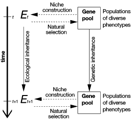 Niche Construction Theory | DragonflyIssuesInEvolution13 Wiki | Fandom
