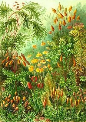 Tangled Bank | DragonflyIssuesInEvolution13 Wiki | Fandom