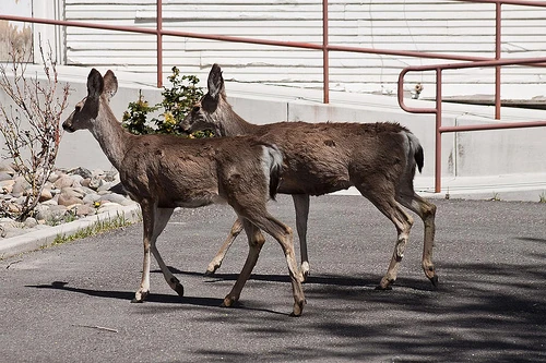 Synurbization | DragonflyIssuesInEvolution13 Wiki | Fandom