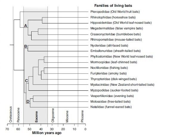 Category:Evolutionary History of Bats: Order Chiroptera ...