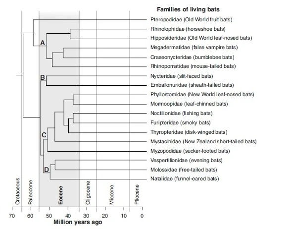 Category:Evolutionary History of Bats: Order Chiroptera ...