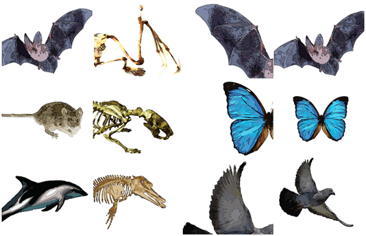 Convergent Evolution Wings