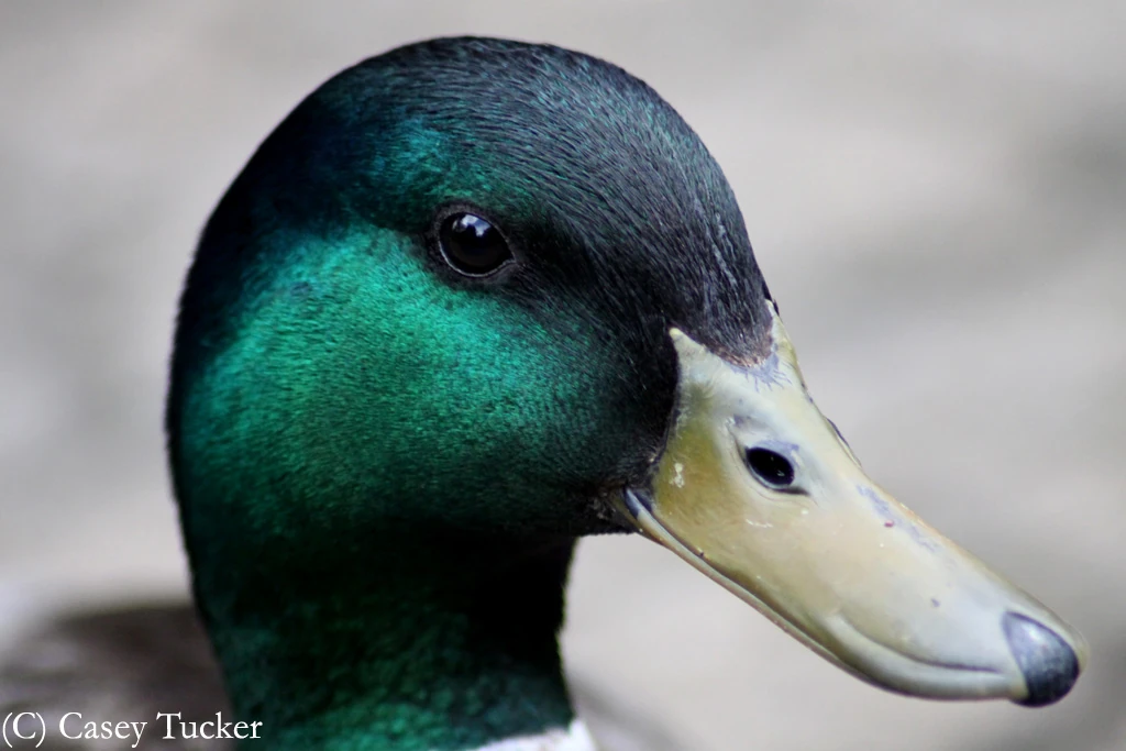 Genetic Introgression | DragonflyIssuesInEvolution13 Wiki | Fandom