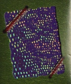 Jaculus | Dragonology Wiki | Fandom