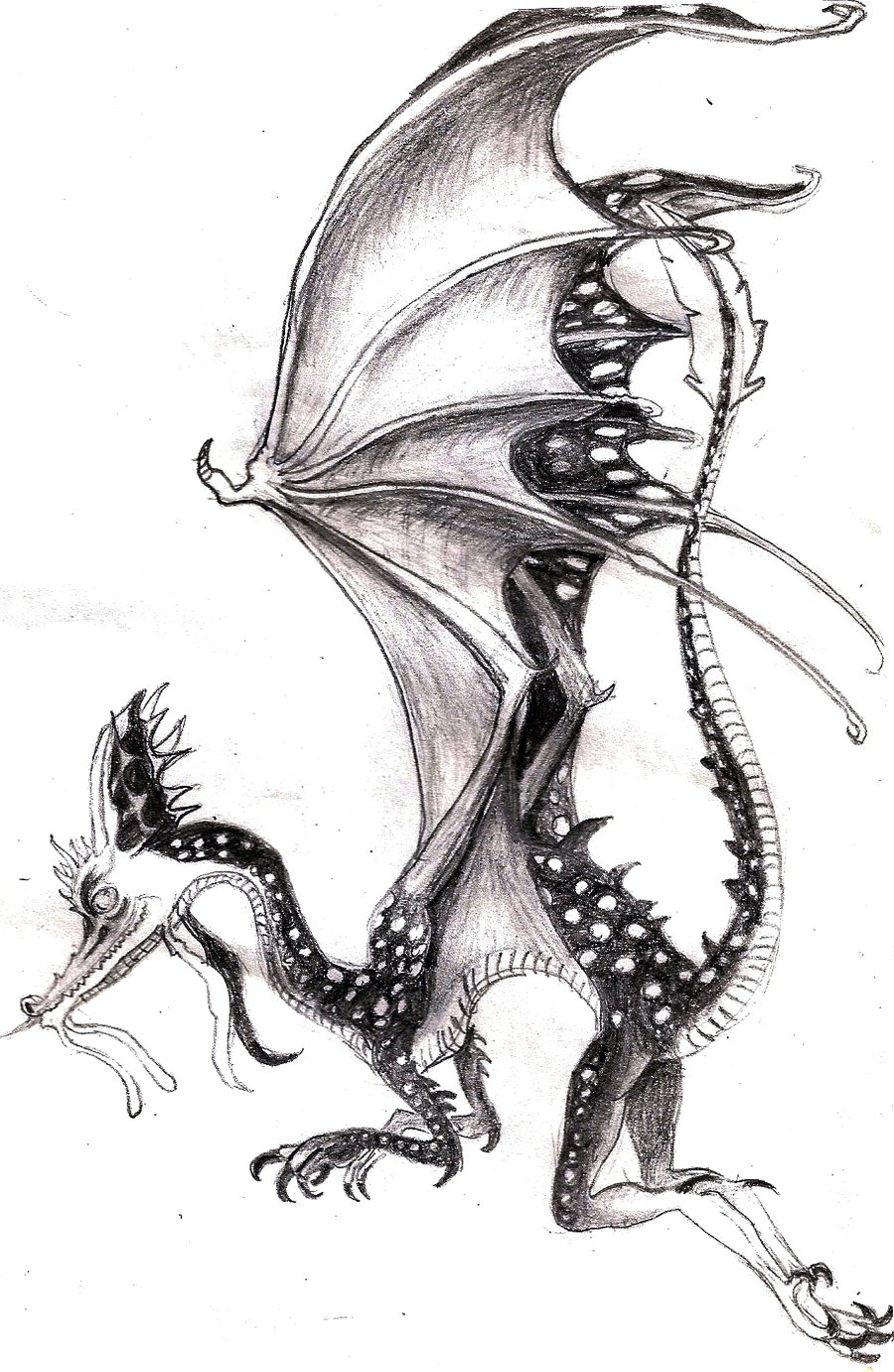 Humming Dragon | Dragonology Wiki | Fandom