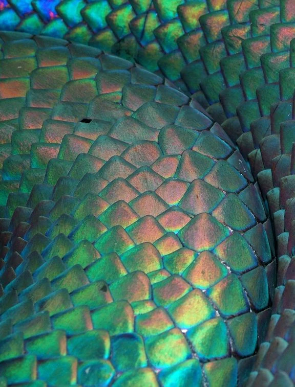 Epidermal Features of Dragons | Dragonology Wiki | Fandom