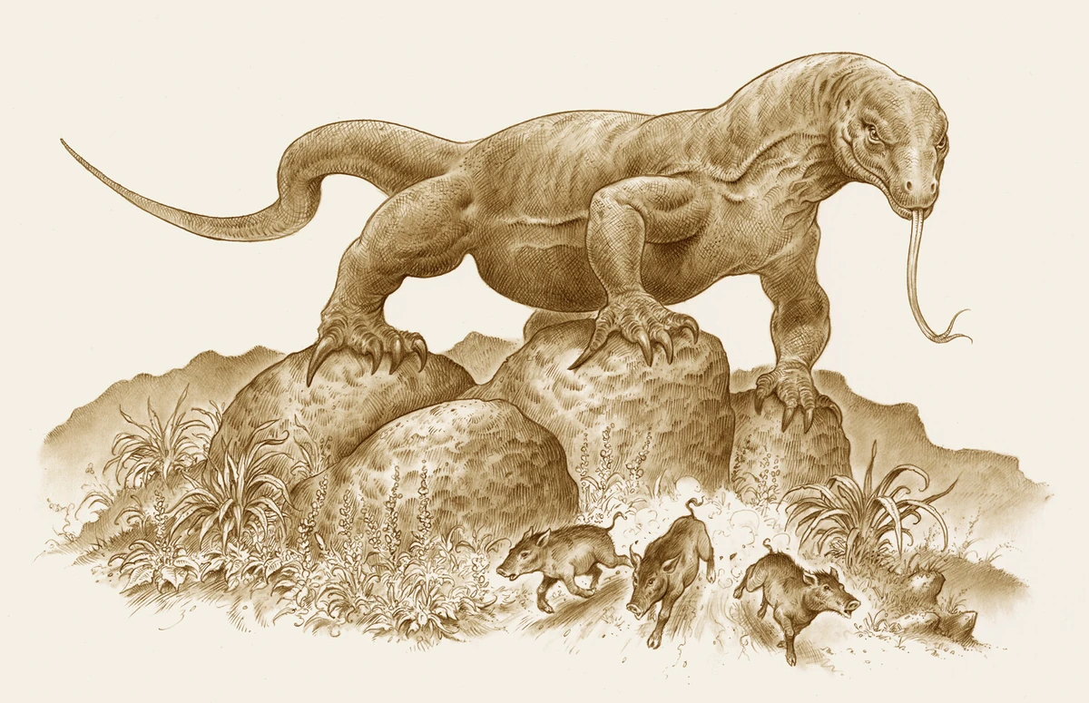 Komodo Dragon | Dragonology Wiki | Fandom