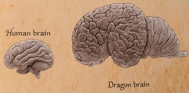 Dragon Senses | Dragonology Wiki | Fandom