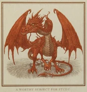 European Dragon | Dragonology Wiki | Fandom