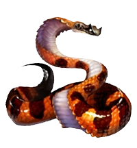 Pit Viper | Dragon's Crown Wiki | Fandom