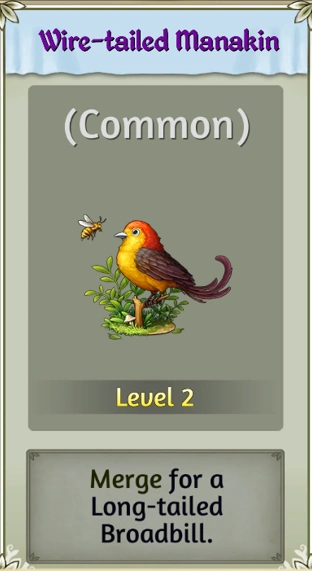 Wire-tailed Manakin | Dragons & Elfs Wiki | Fandom