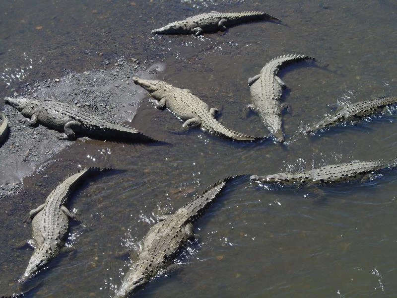 Crocodile | Dragons | Fandom