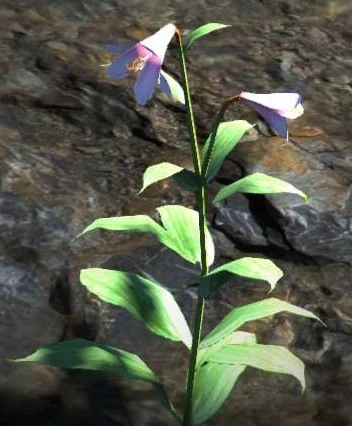 Windmill Flower | Dragon's Dogma Wiki | Fandom