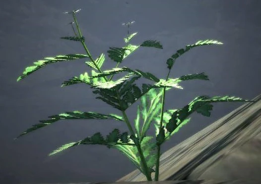 Remedio verde | Dragon's Dogma | Fandom