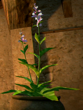 Gransys Herb | Dragon's Dogma Wiki | Fandom