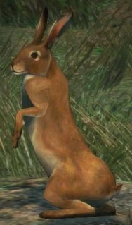 Rabbit | Dragon's Dogma Wiki | Fandom