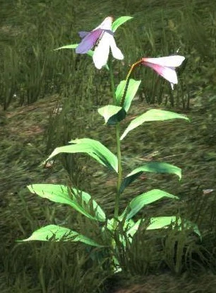 Sunbright | Dragon's Dogma Wiki | Fandom