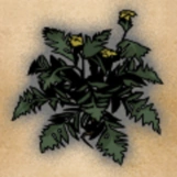 Hierba del diablo | Dragon's Dogma | Fandom