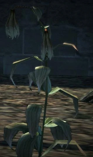 Wilted Blossom | Dragon's Dogma Wiki | Fandom
