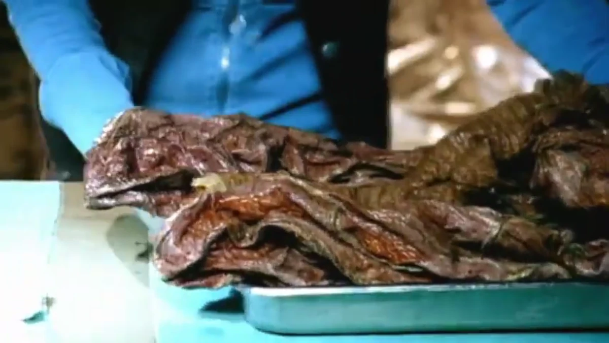 Flight Bladder | Dragon's World: A Fantasy Made Real Wiki | Fandom