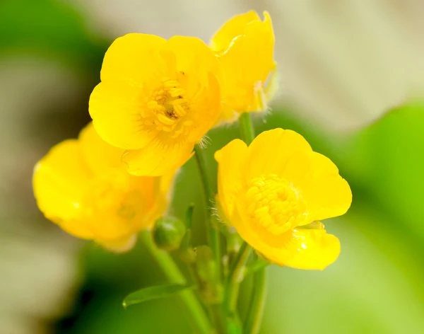 Generic Flower | DragonVale Fanlore Wiki | Fandom